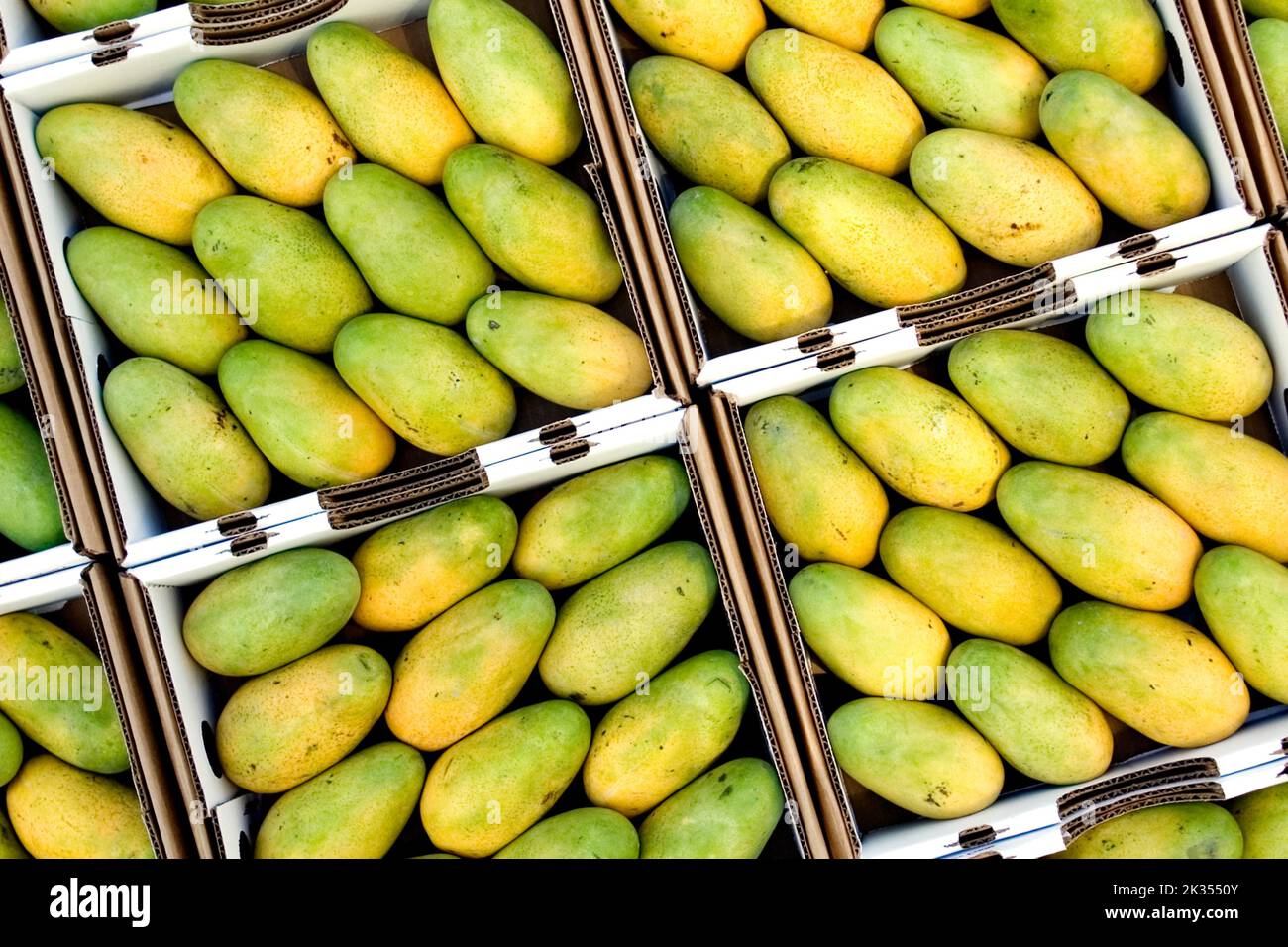 The king of fruits is mango Stock Photo - Alamy
