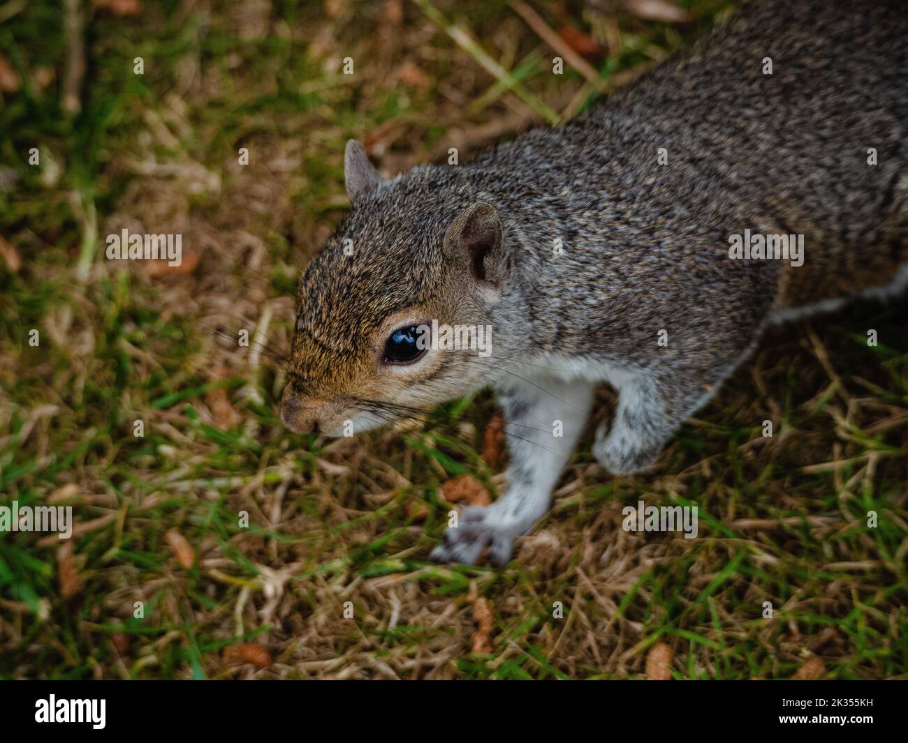 A closeup shot of a cute brown squirrel running around on a green ...