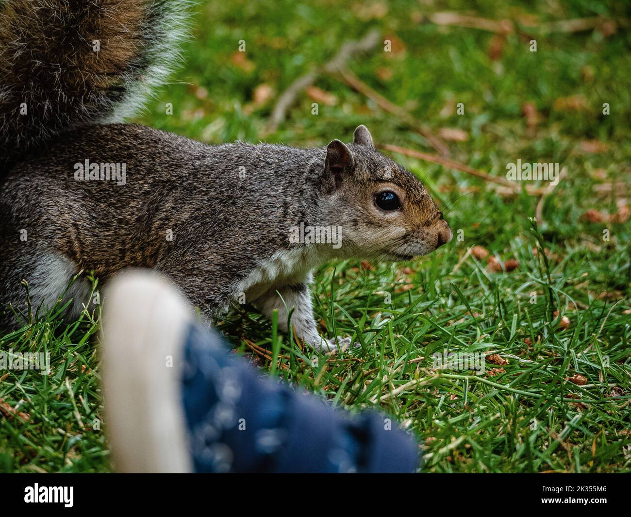 A closeup shot of a cute brown squirrel running around on a green ...