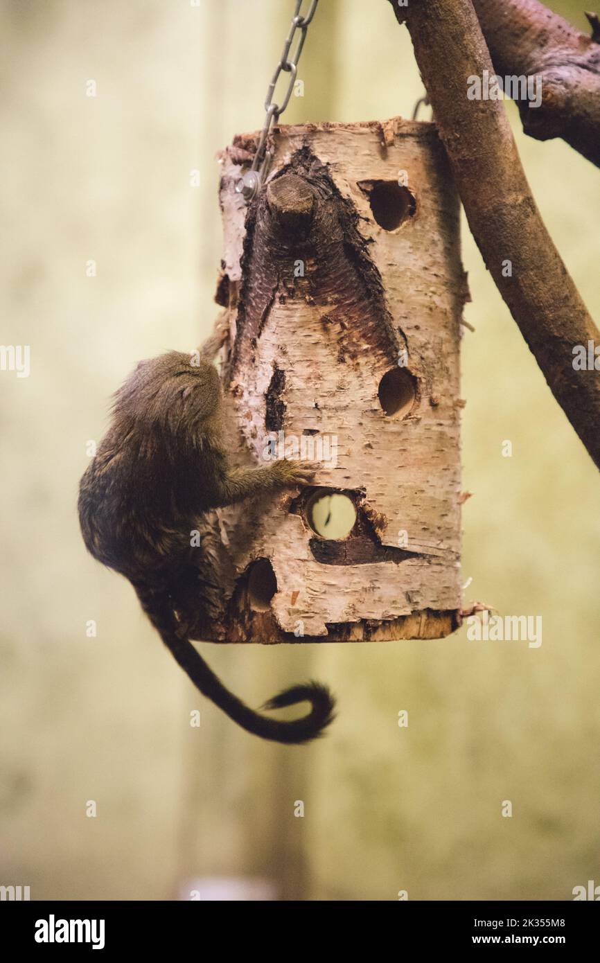 A vertical closeup of a small monkey hanging from a wooden log in a zoo ...