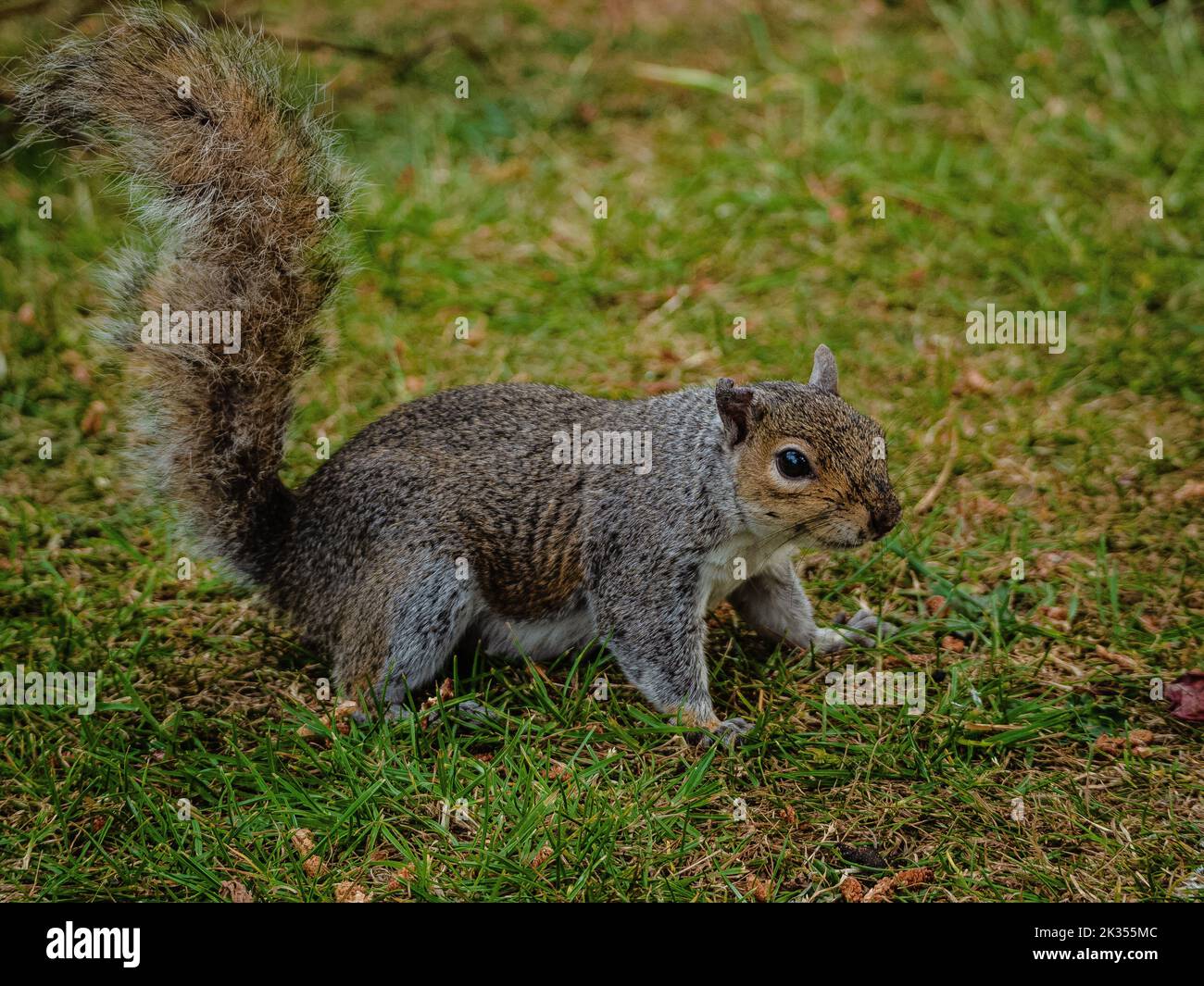 A closeup shot of a cute brown squirrel running around on a green ...