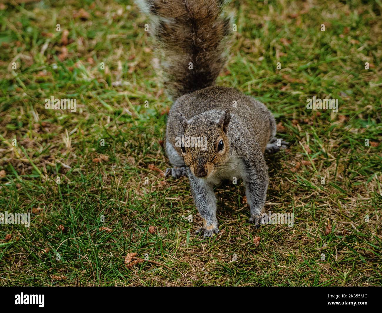 A closeup shot of a cute brown squirrel running around on a green ...