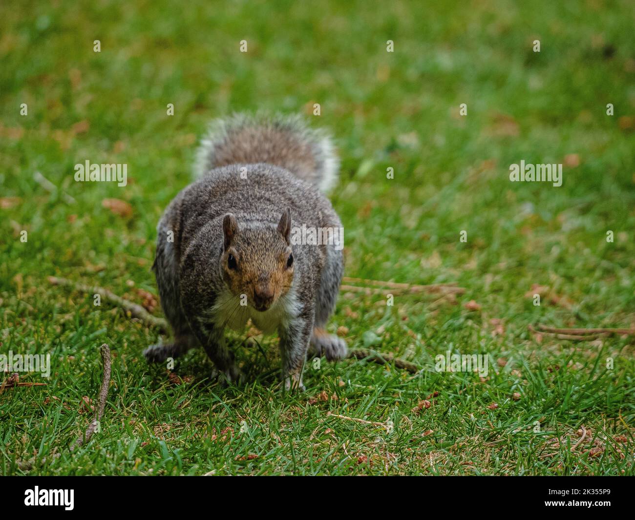 A closeup shot of a cute brown squirrel running around on a green ...