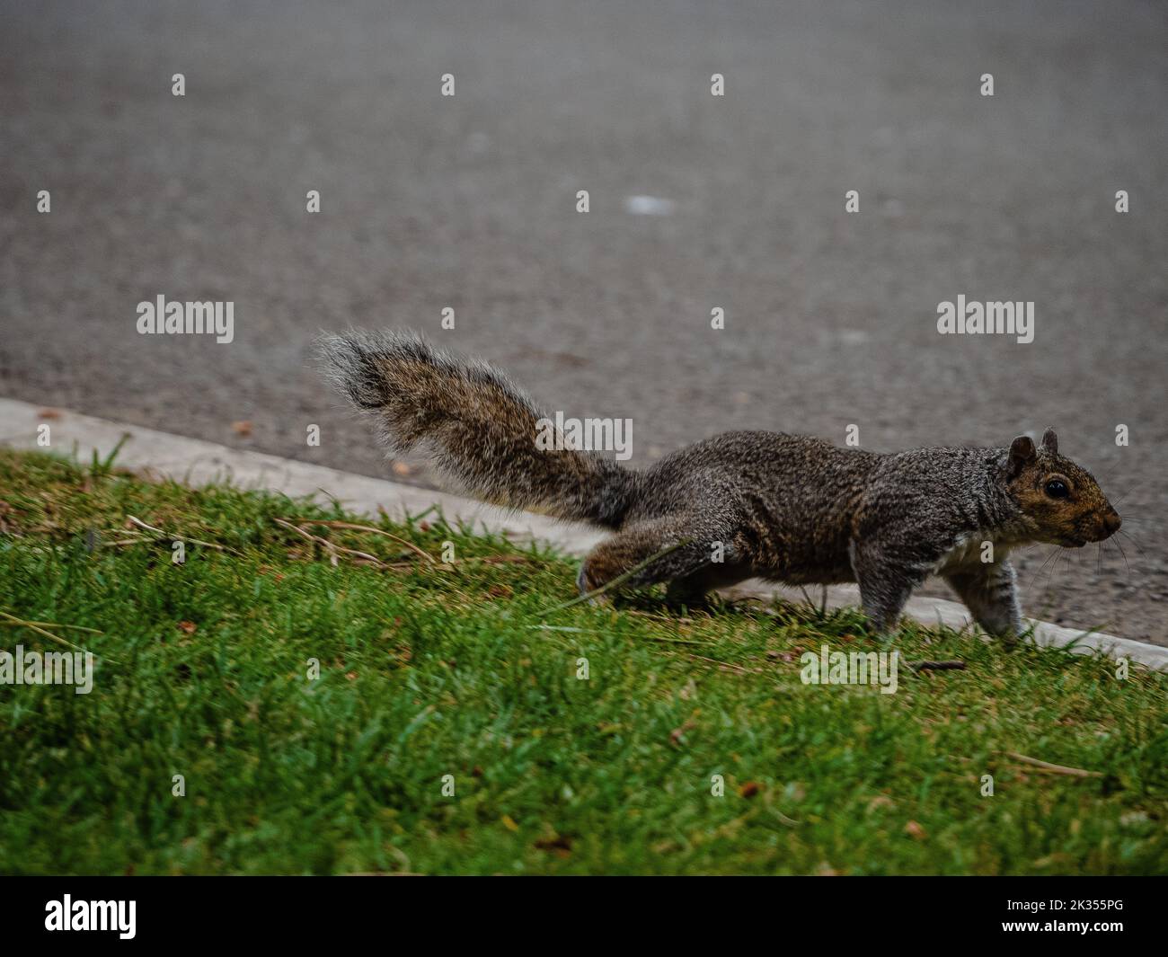A closeup shot of a cute brown squirrel running around on a green field ...