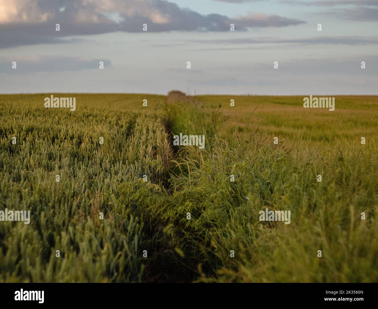 Sweetgrasses hi-res stock photography and images - Alamy