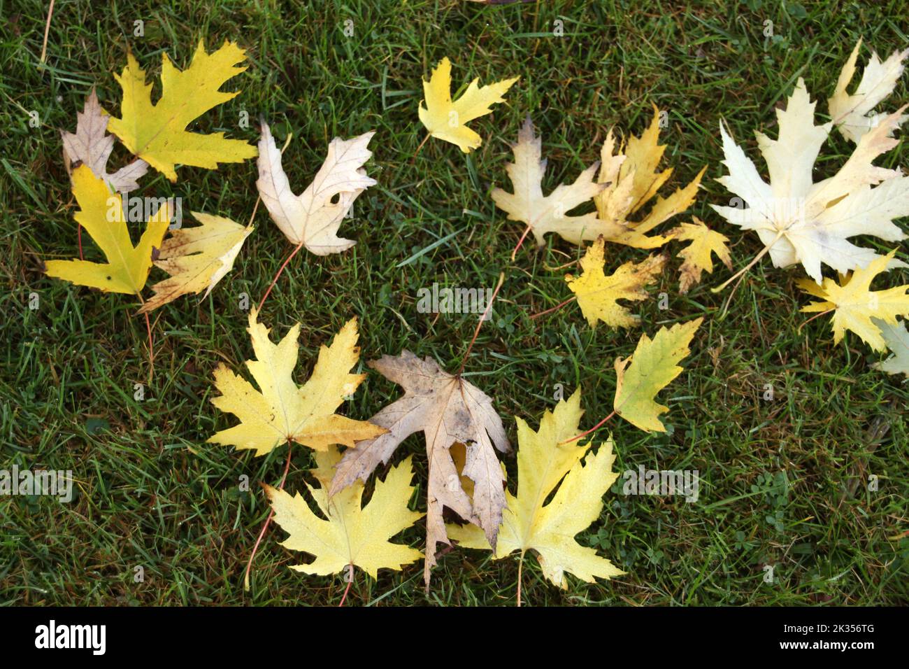Fallen maple yellow leaves on green grass , top view Stock Photo - Alamy