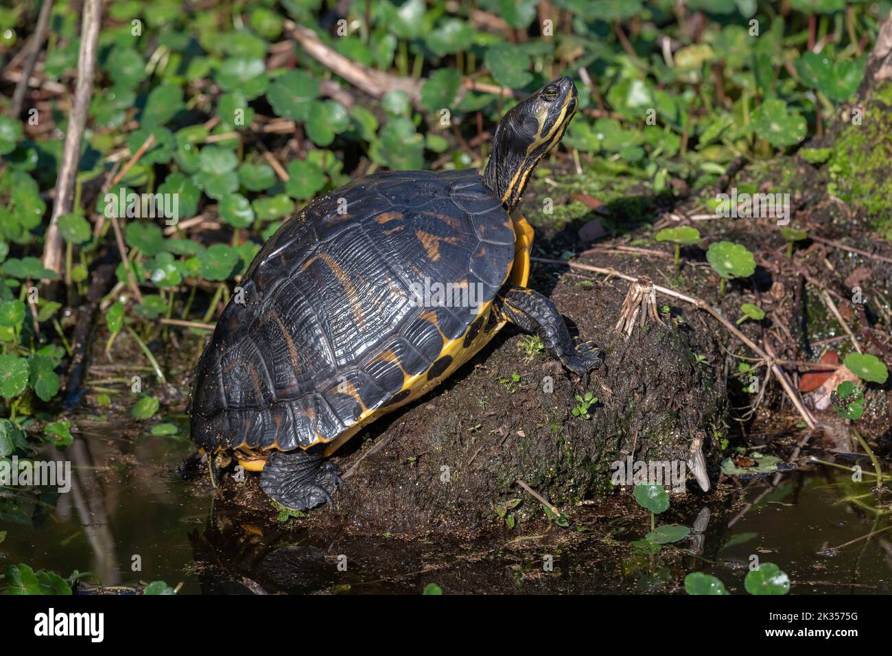 Yellow bellied slider turtle hi-res stock photography and images - Alamy