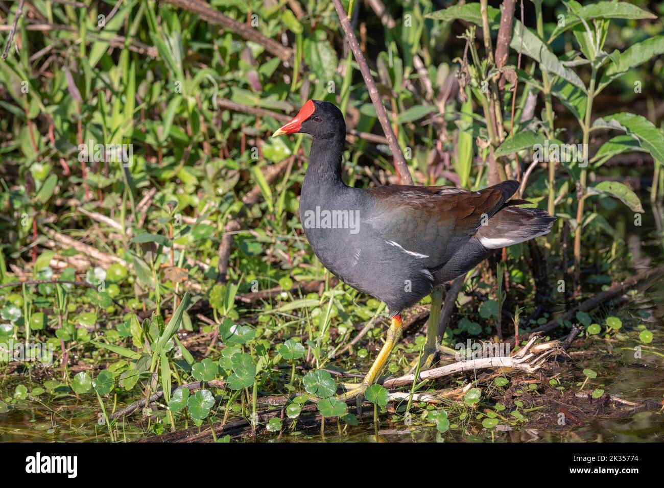 Common Gallinule, previously called a Moorhen (also known as a Waterhen ...