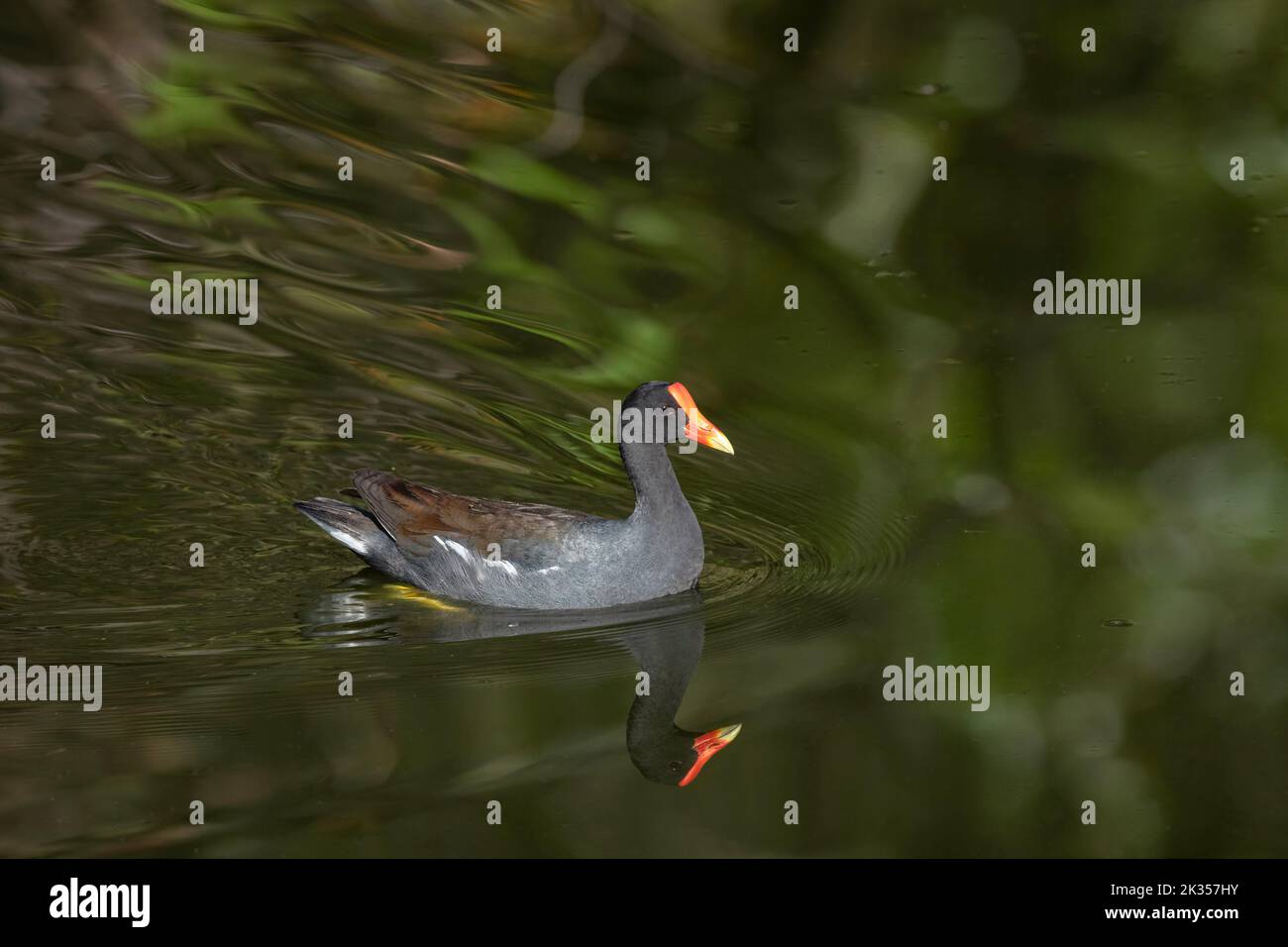 Also called moorhen hi-res stock photography and images - Alamy