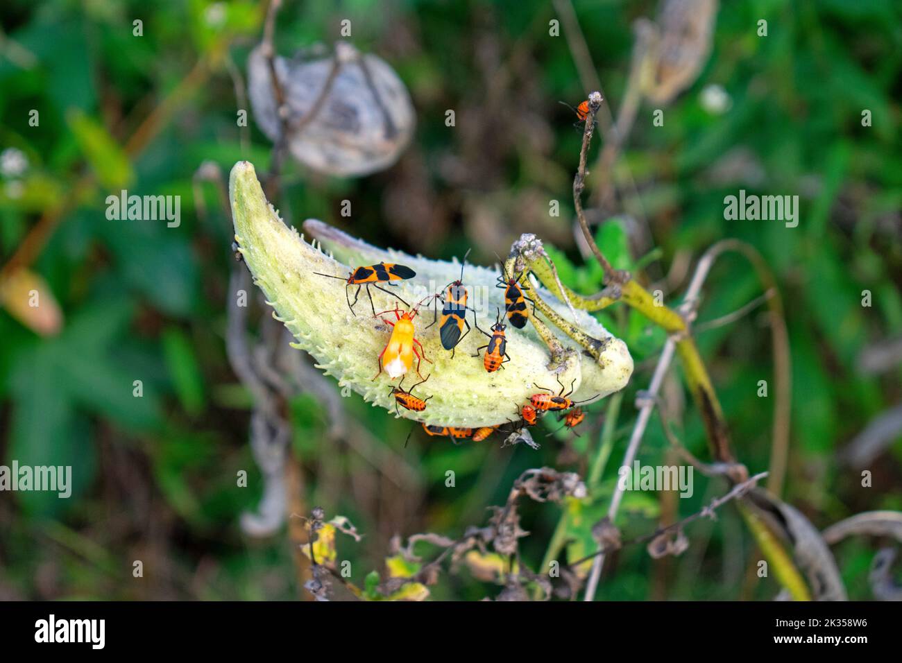 Common milkweed bugs feeding on milkweed plants and seed pods in ...