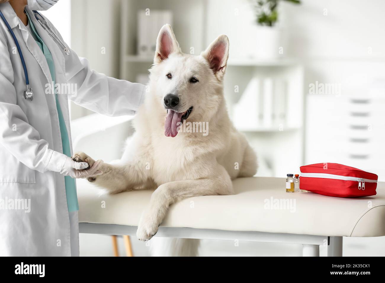 White Shepherd dog with female veterinarian in clinic Stock Photo - Alamy