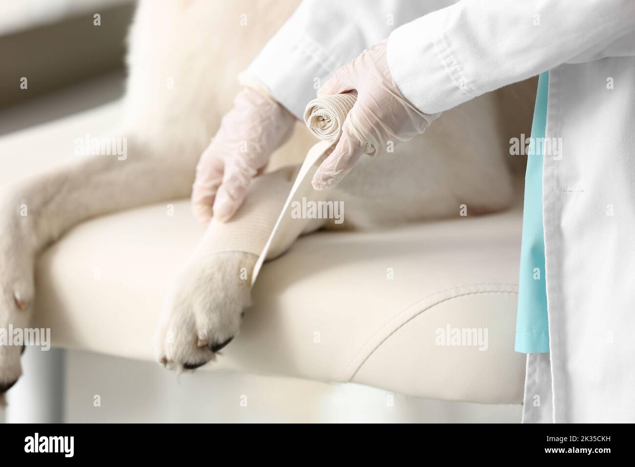 Female veterinarian bandaging dog's paw in clinic, closeup Stock Photo ...