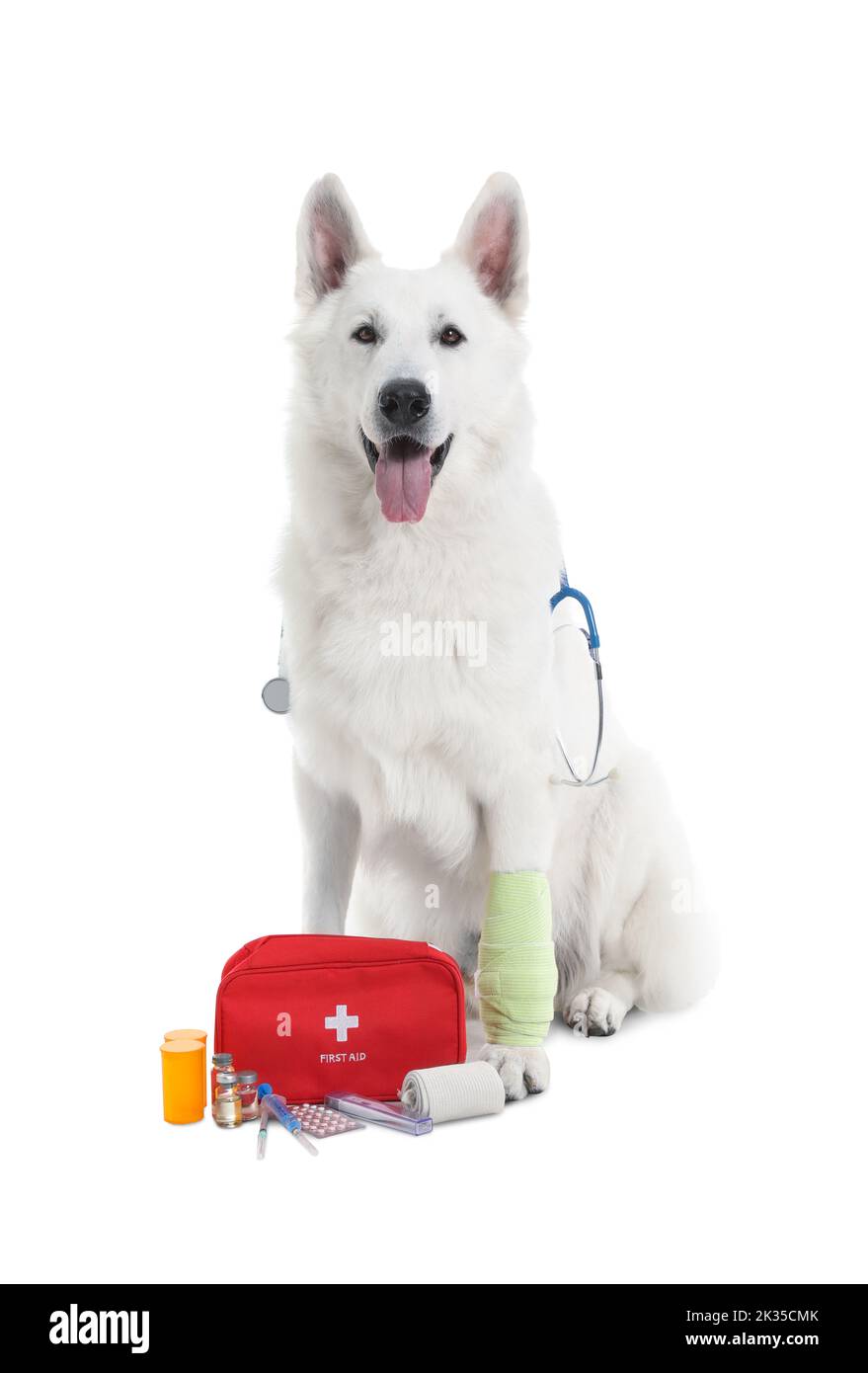 Cute Shepherd dog with first aid kit on white background Stock Photo ...