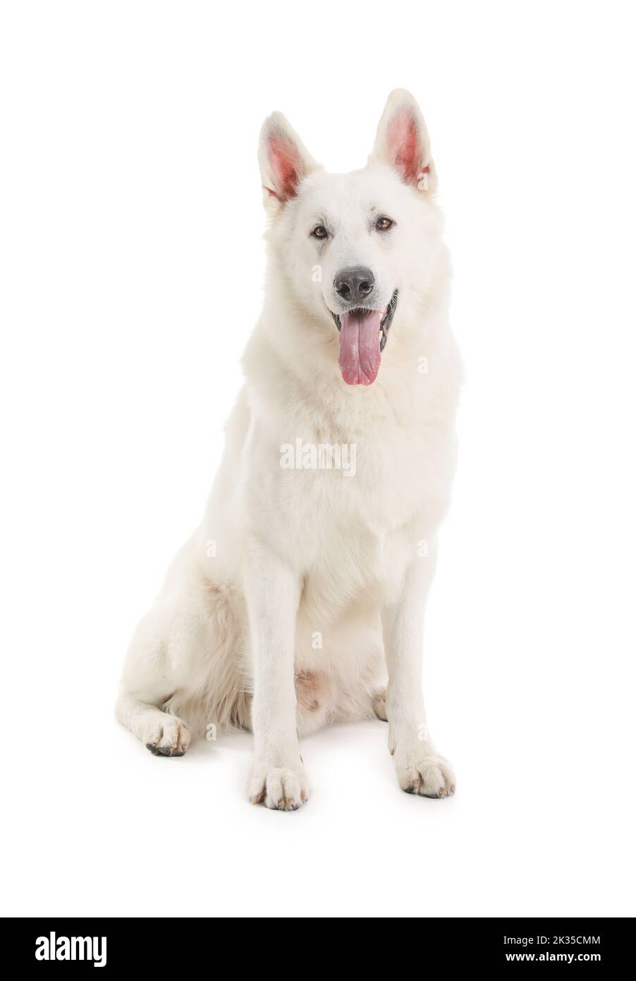 Cute Shepherd dog on white background Stock Photo - Alamy