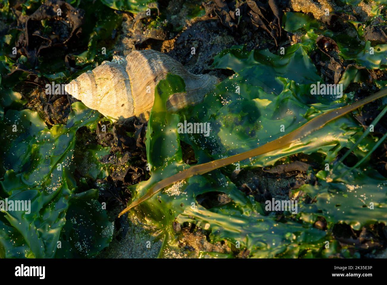 Snail, Shipwreck Point Natural Resources Conservation Area, Strait of ...