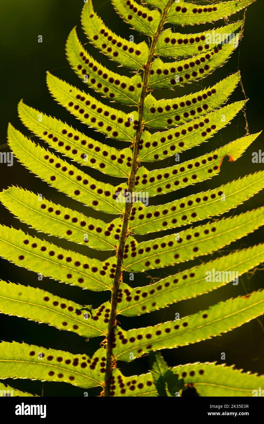 Western sword fern (Polystichum munitum) at Lyre River, Olympic ...
