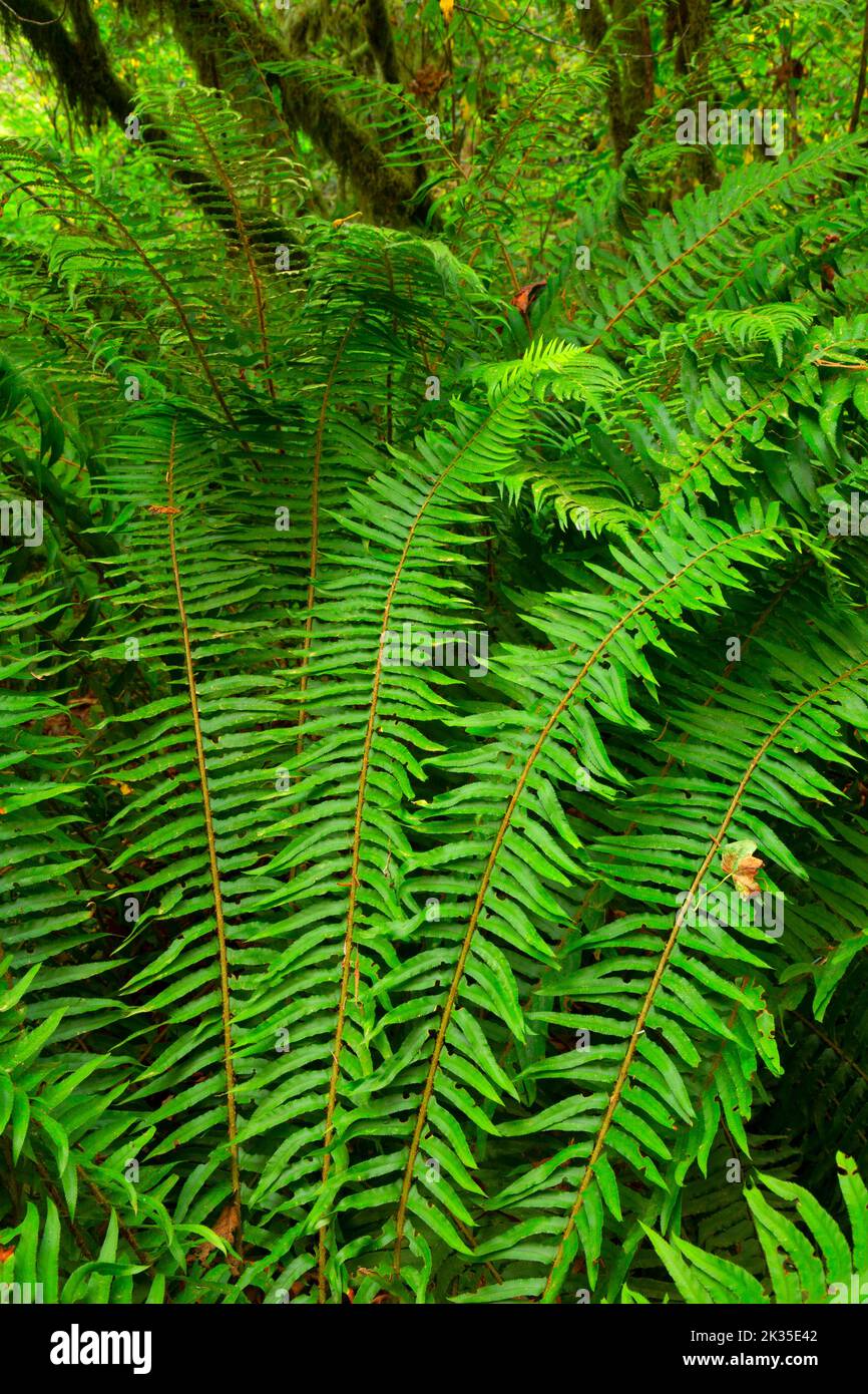 Western sword fern (Polystichum munitum) at Lyre River, Olympic ...