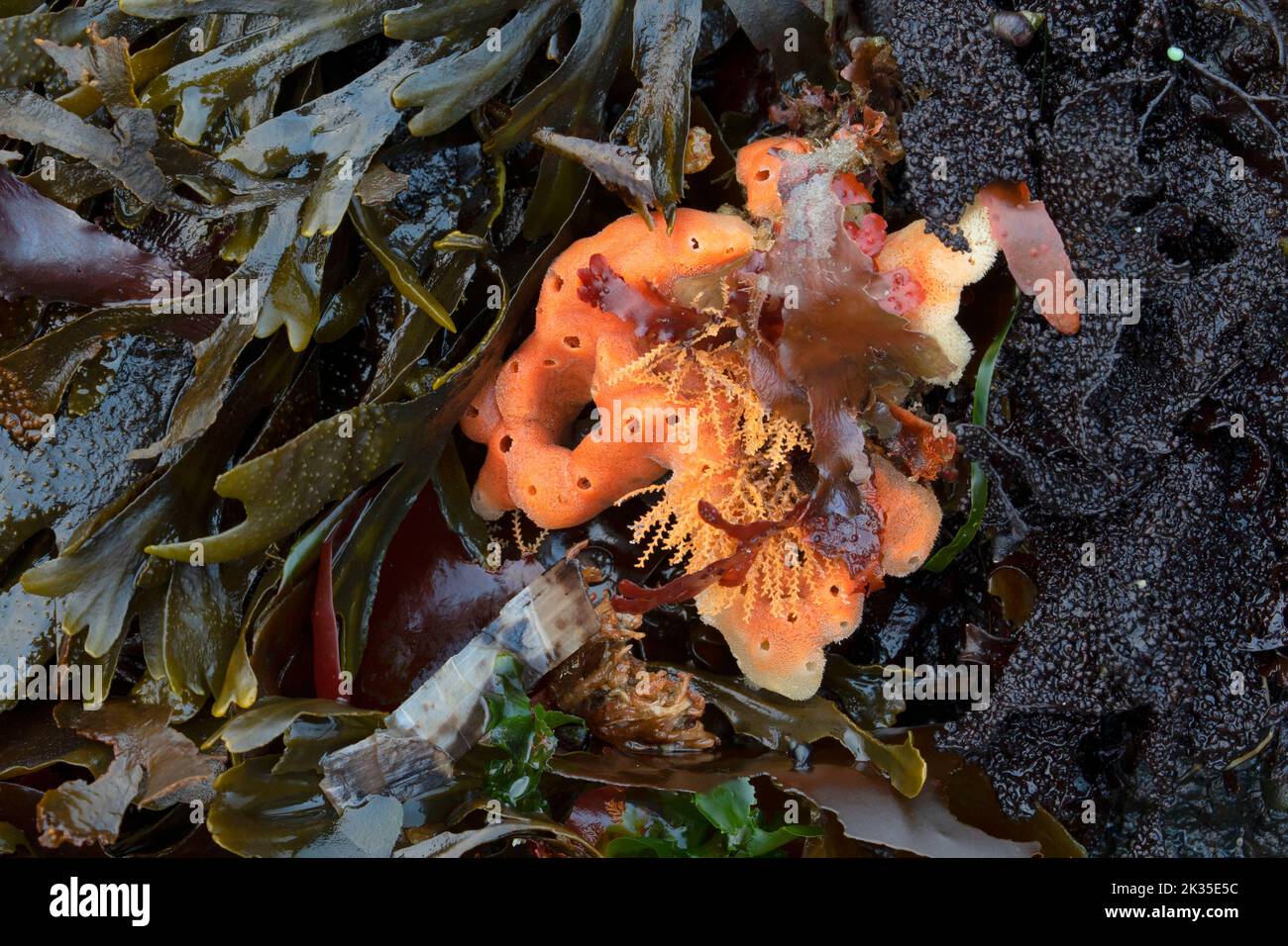 Sponge in seaweed, Salt Creek Recreation Area, Strait of Juan de Fuca ...