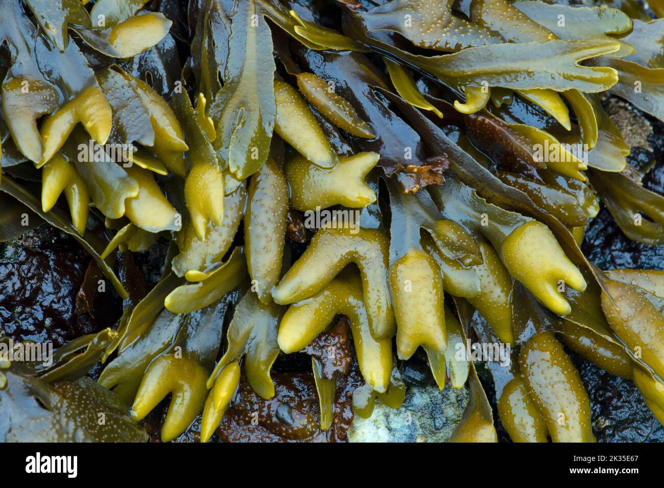 Rockweed, Salt Creek Recreation Area, Strait of Juan de Fuca Scenic ...