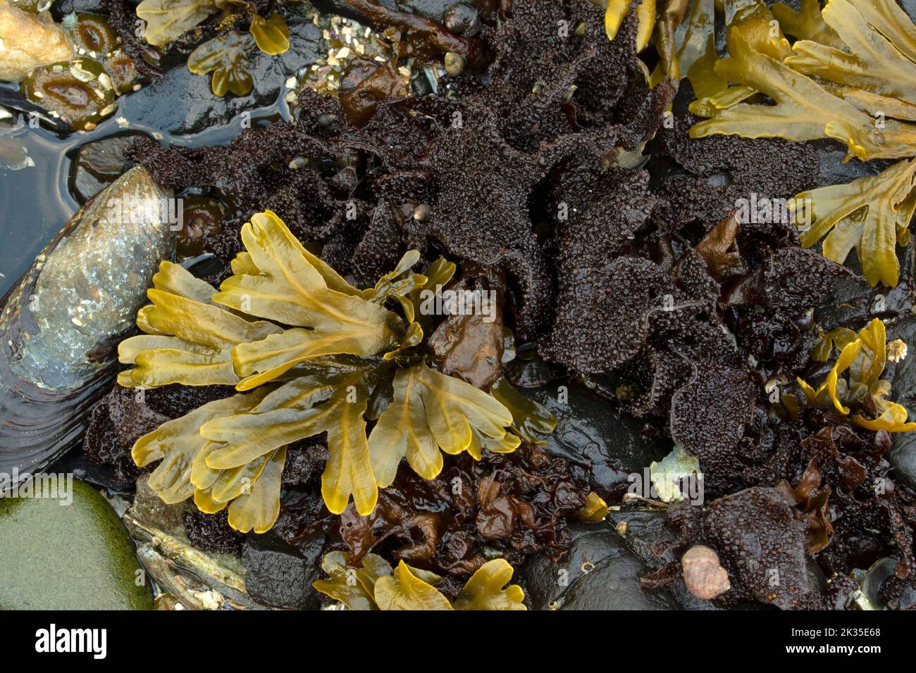 Rockweed, Salt Creek Recreation Area, Strait of Juan de Fuca Scenic ...