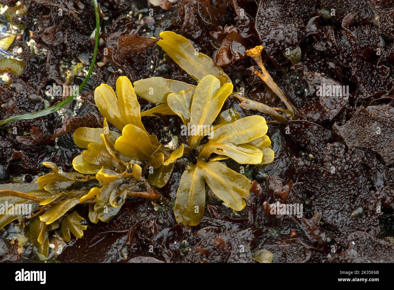 Rockweed, Salt Creek Recreation Area, Strait of Juan de Fuca Scenic ...
