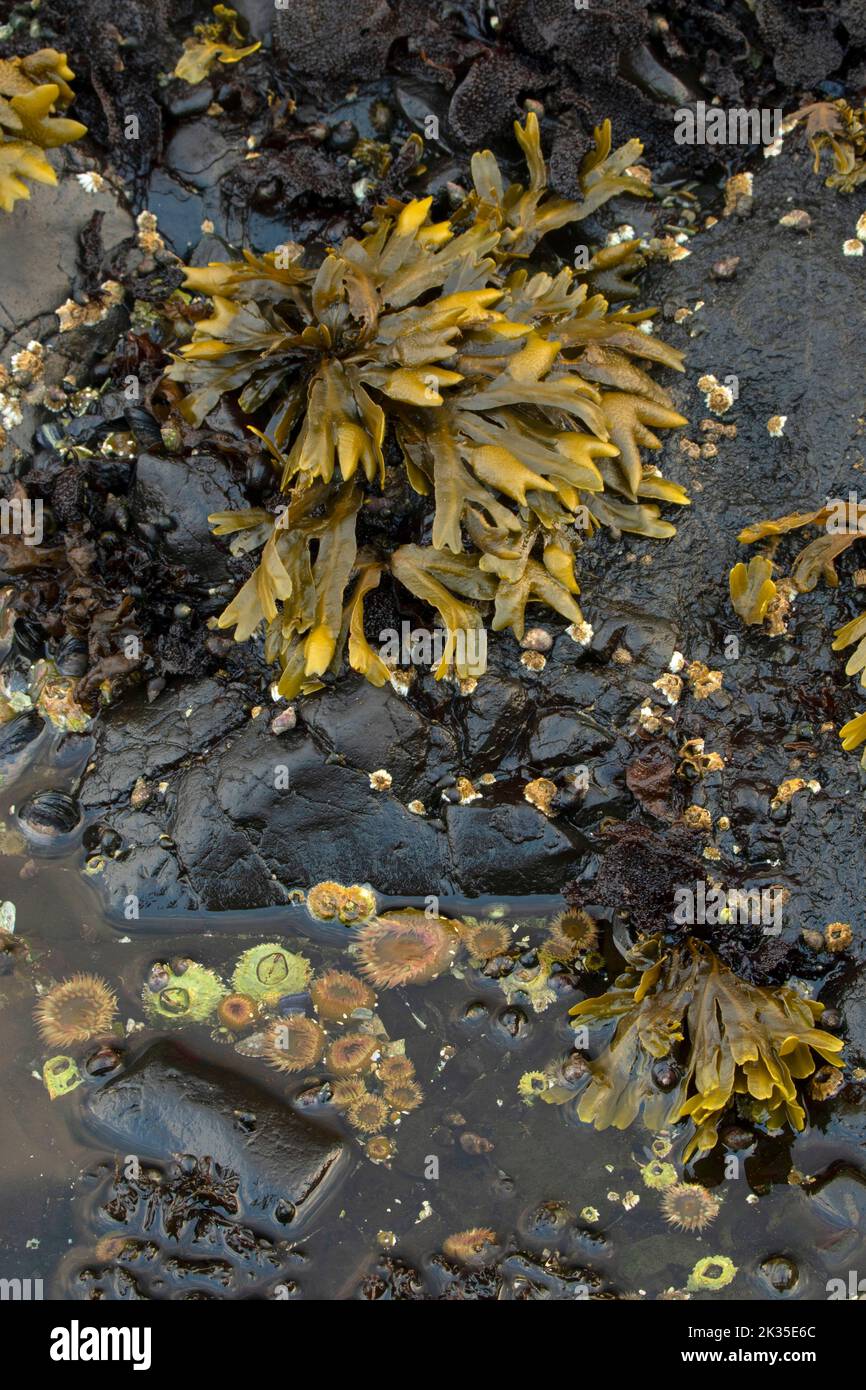 Aggregating anemone (Anthopleura elegantissima) with rockweed, Salt ...