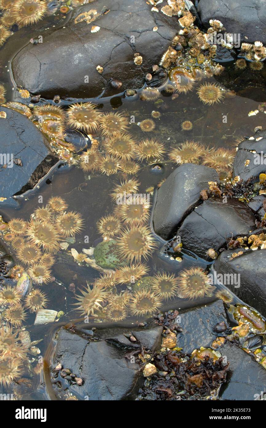 Aggregating anemone (Anthopleura elegantissima), Salt Creek Recreation ...