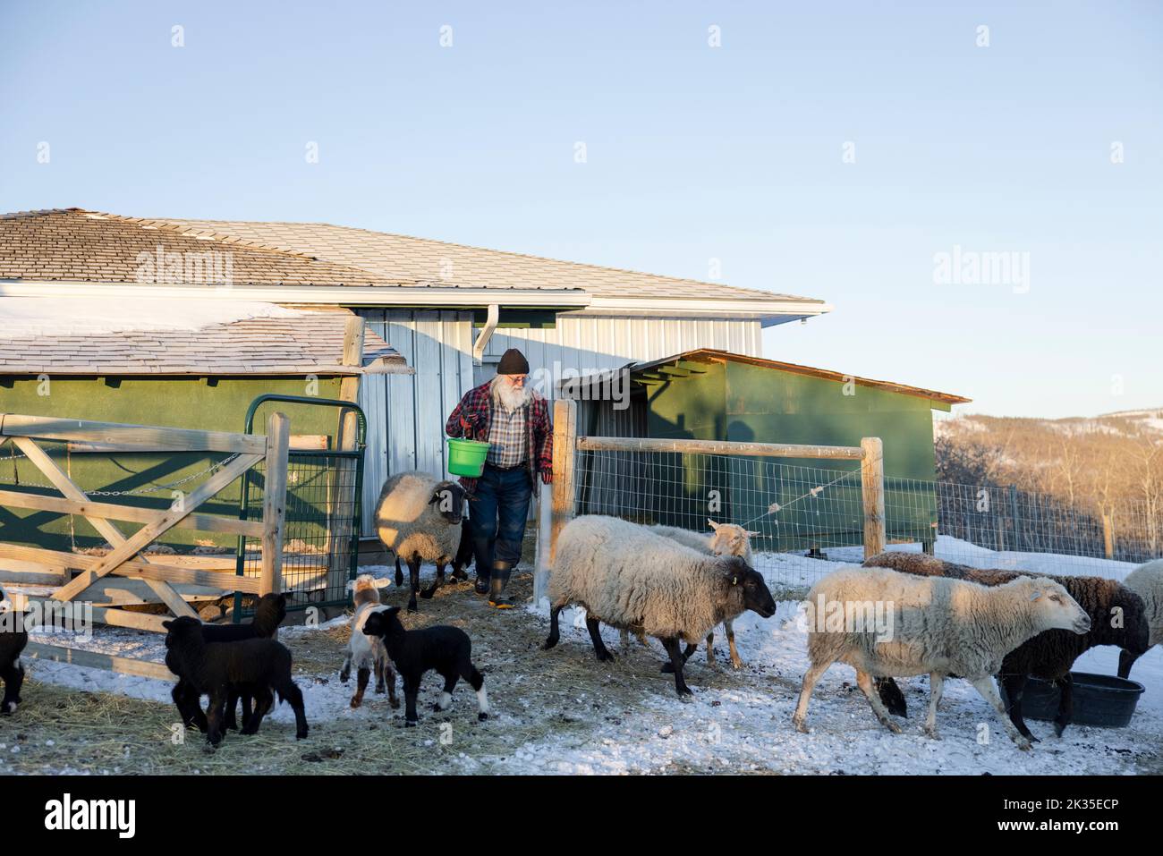 Confident sheep hi-res stock photography and images - Alamy