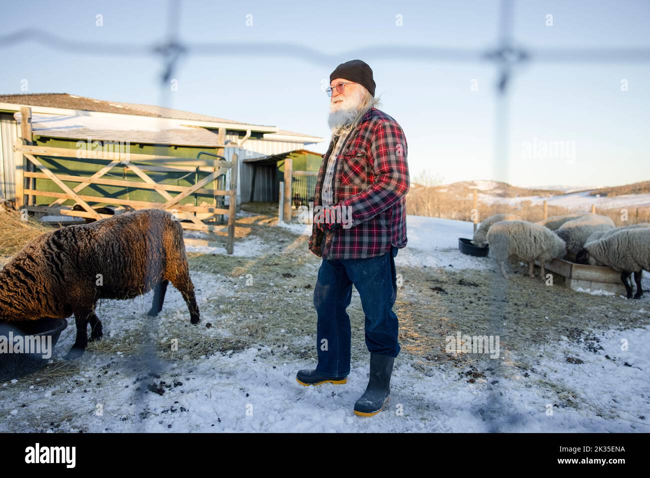 Adult farm sheep hi-res stock photography and images - Alamy