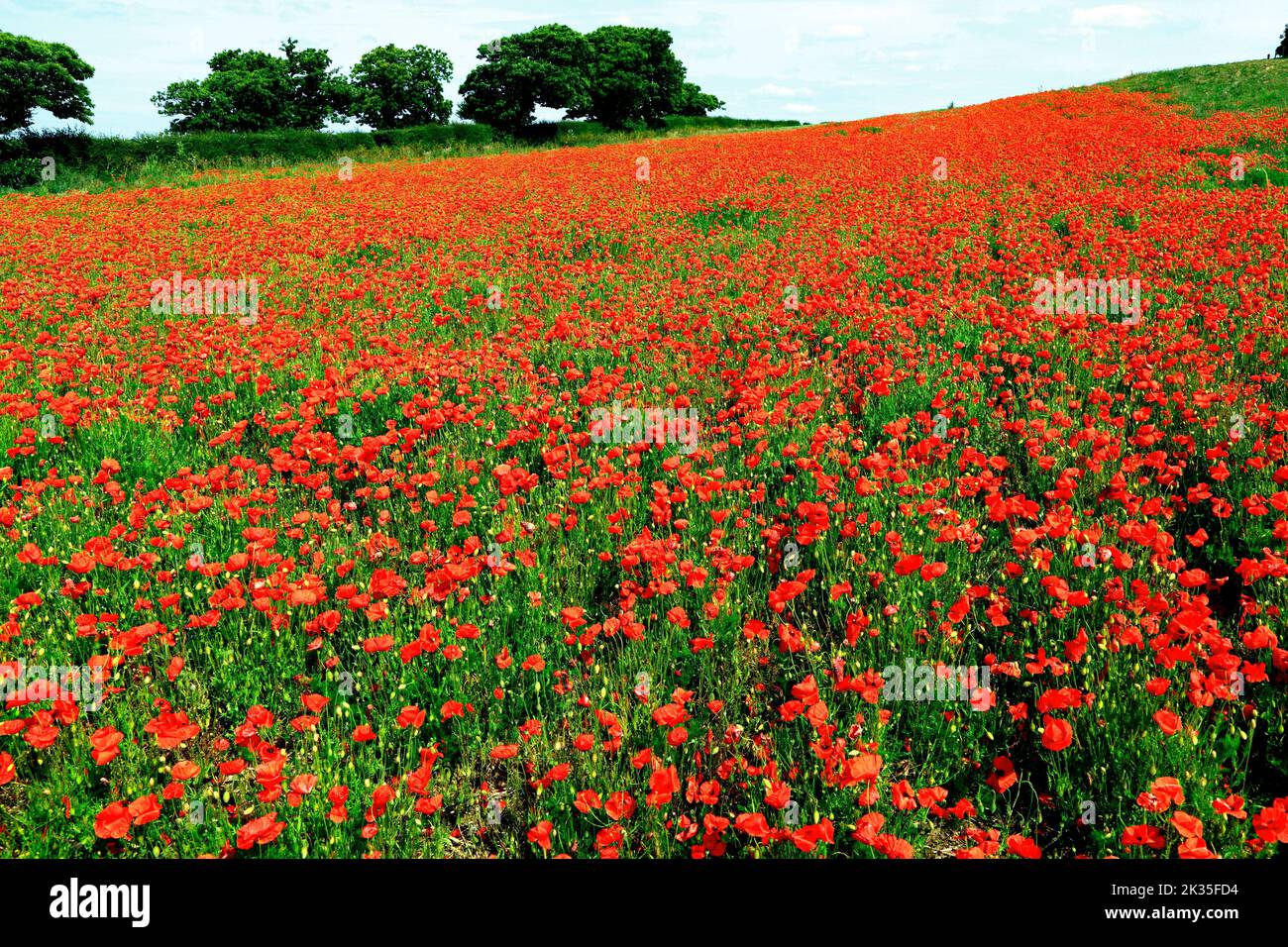 Field Poppies, red poppy, landscape, Norfolk, England, UK Stock Photo ...