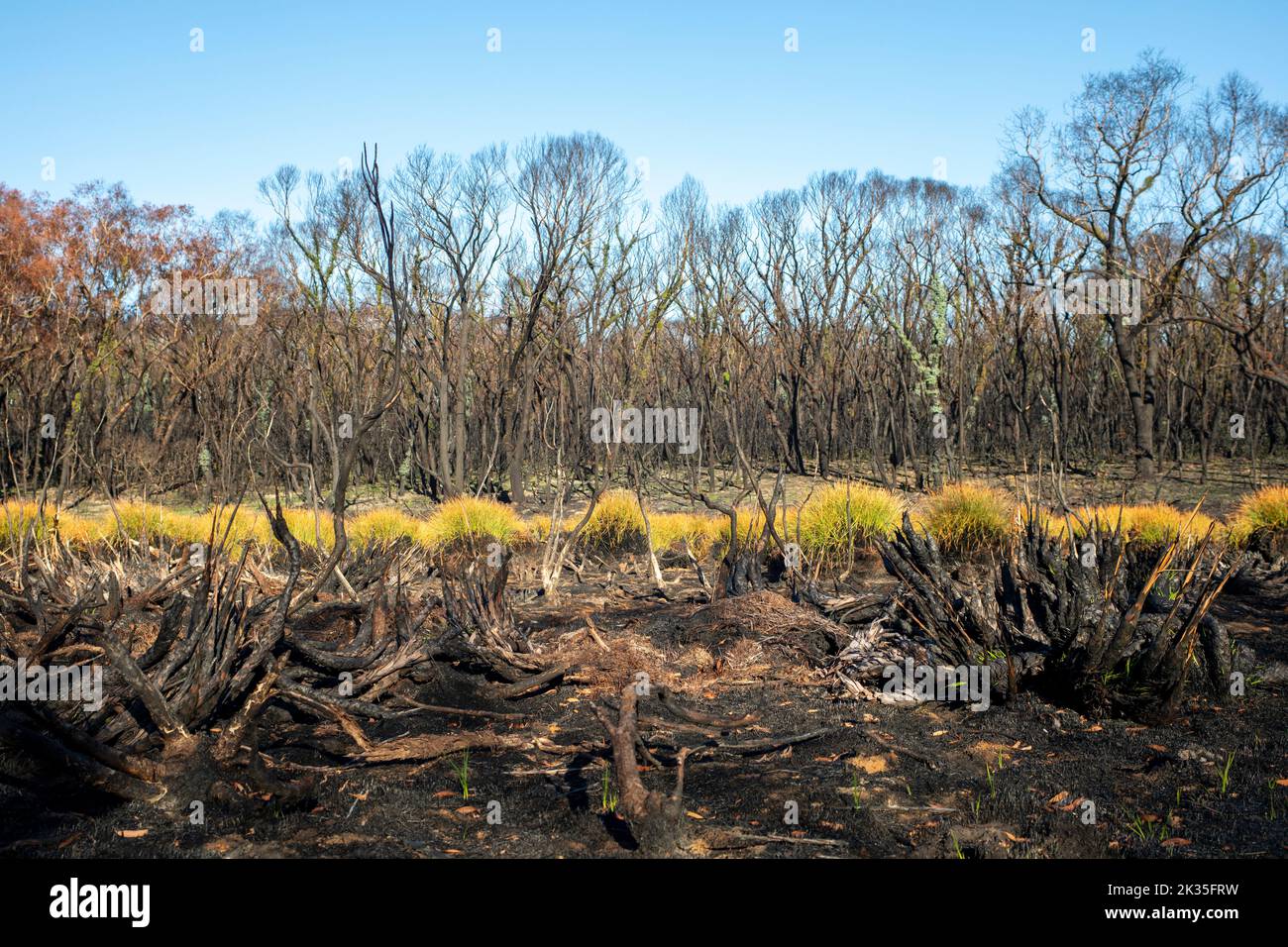 Beginning of regeneration in swampy heathland after a wildfire in the ...