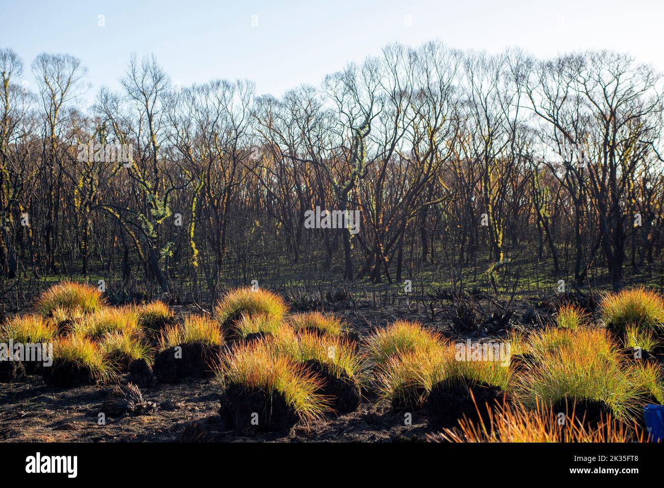 Burnt trees and heathland after fire hi-res stock photography and ...