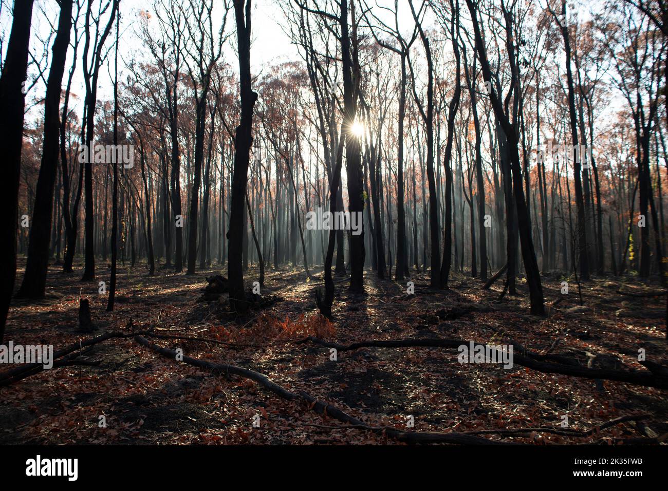 Morning sun through Burnt landscape, Bunyip state park Australia. After ...