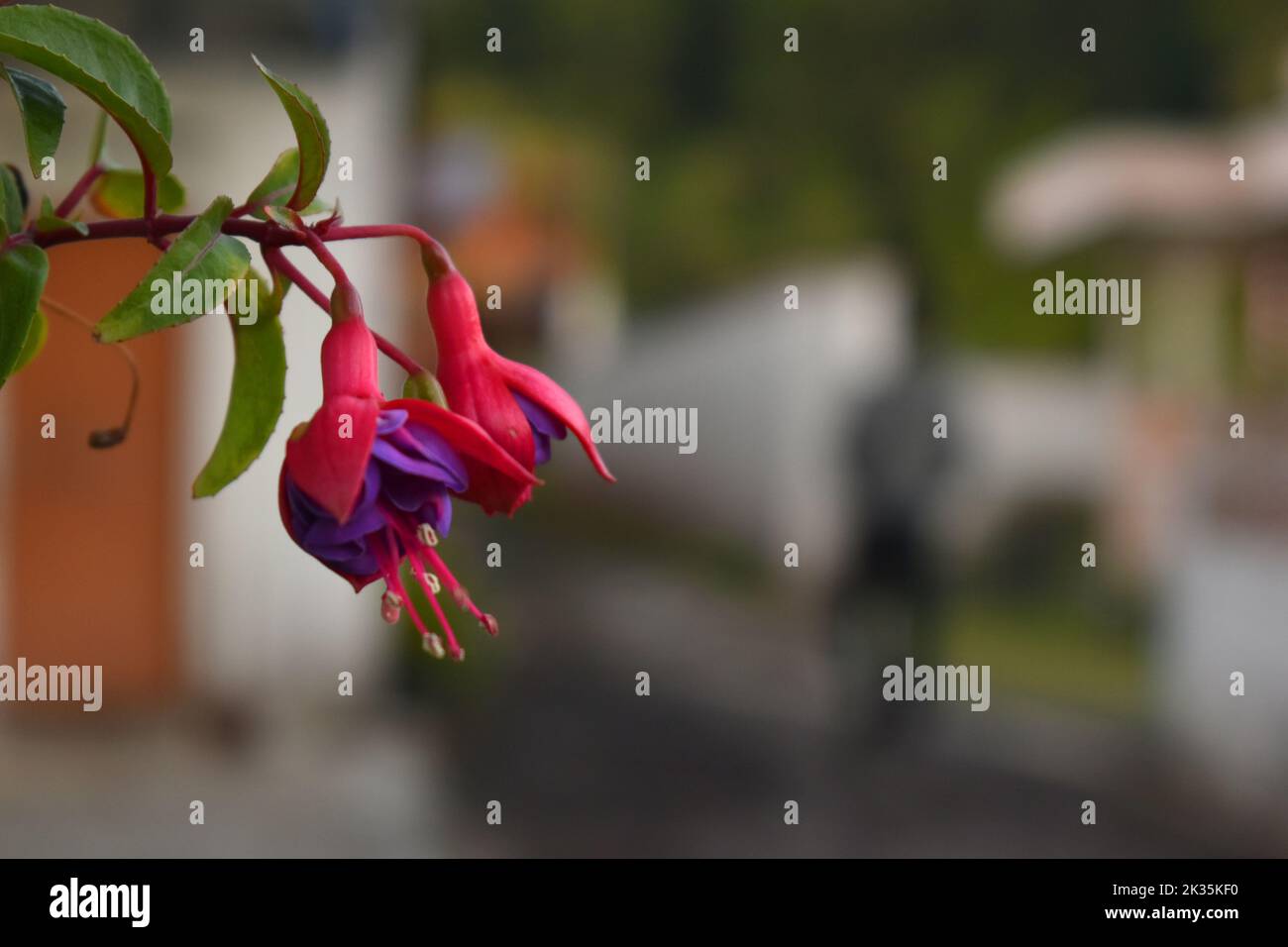 Fuchsia in pedestrian area hi-res stock photography and images - Alamy
