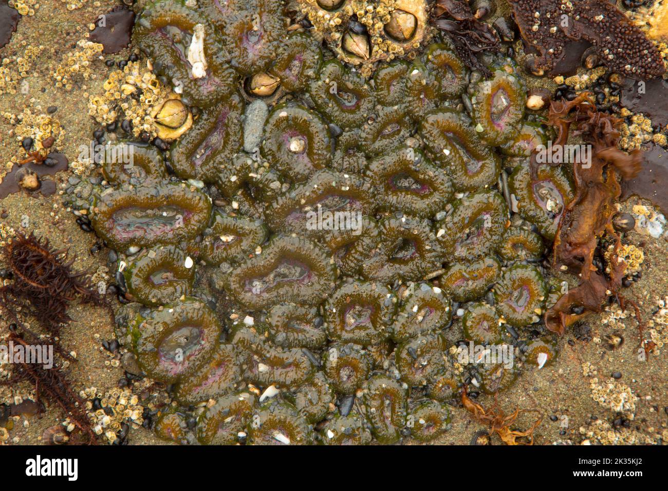 Aggregating anemone (Anthopleura elegantissima) on Beach 4 at Kalaloch ...
