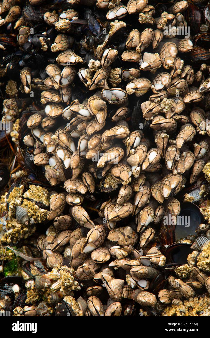Gooseneck barnacle and California mussel on Beach 4 at Kalaloch ...