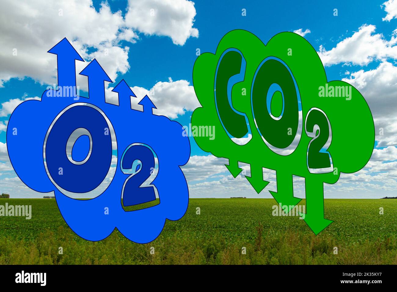 Drawing representing the exchange of oxygen gases for carbon dioxide ...