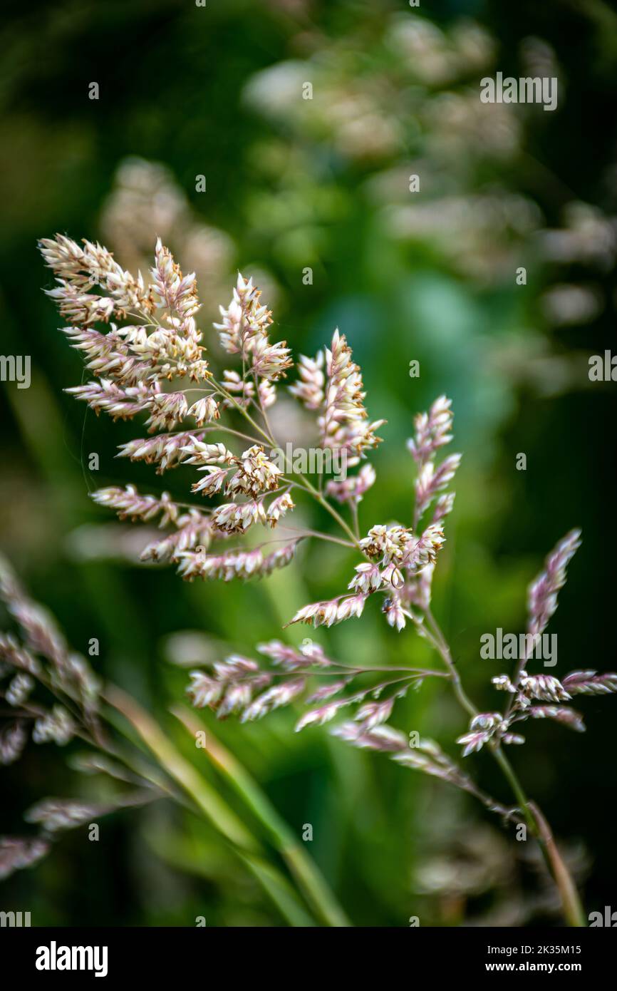 A vertical closeup of a Yorkshire fog plant surrounded by lush greenery ...