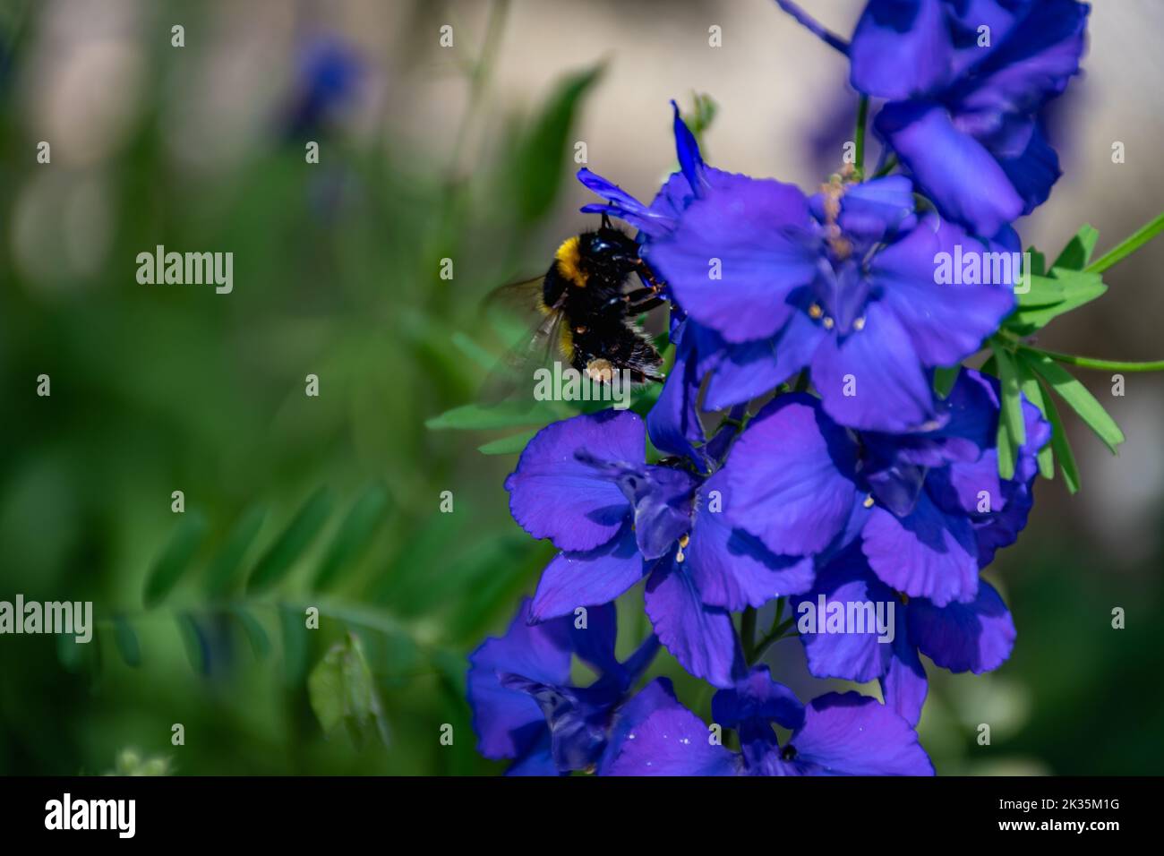 A closeup of an adorable little bumblebee collecting nectar from ...