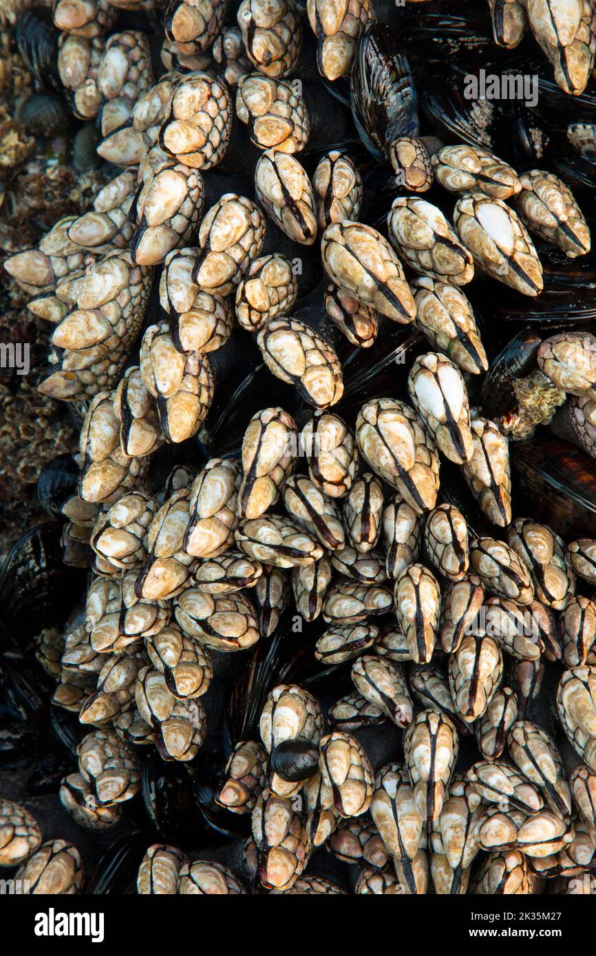 Gooseneck barnacles at Second Beach, Olympic National Park, Washington ...