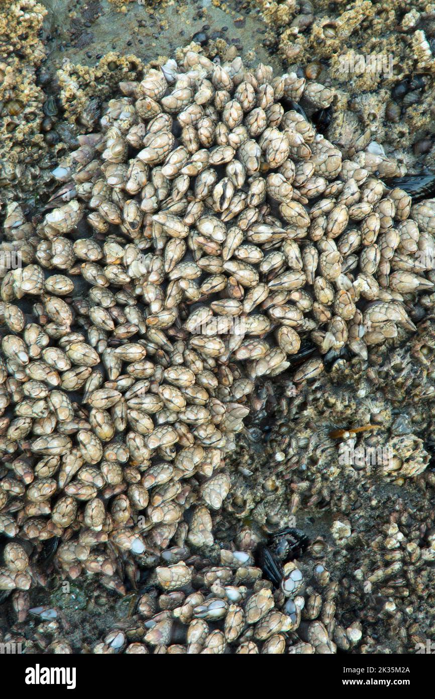 Gooseneck barnacles at Second Beach, Olympic National Park, Washington ...