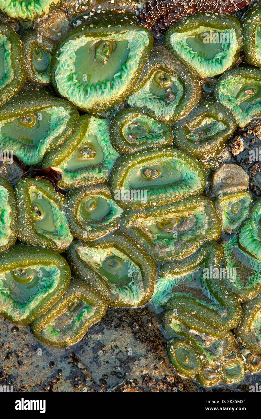Giant green anemone (Anthopleura xanthogrammica) at Second Beach ...