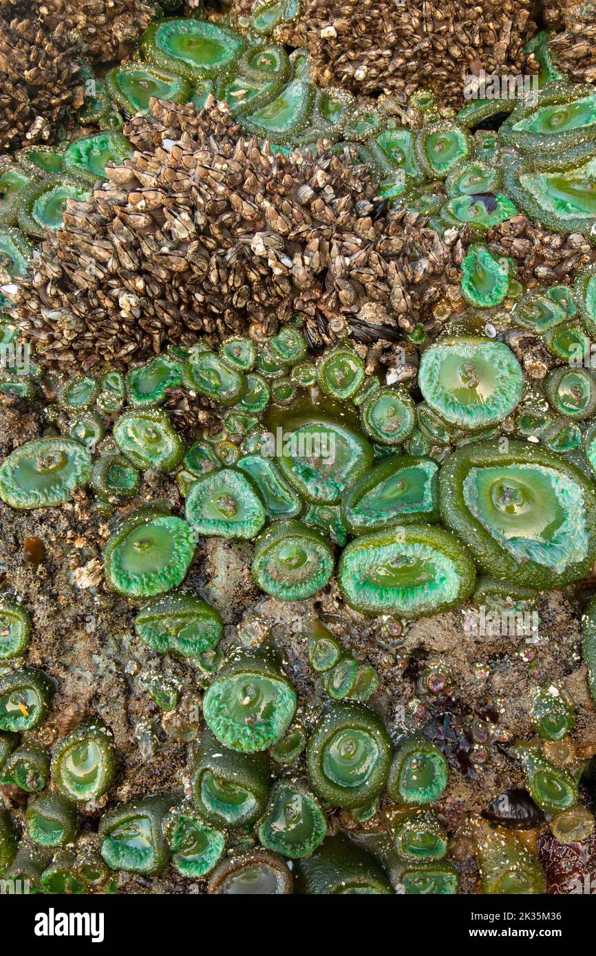 Giant green anemone (Anthopleura xanthogrammica) with gooseneck ...