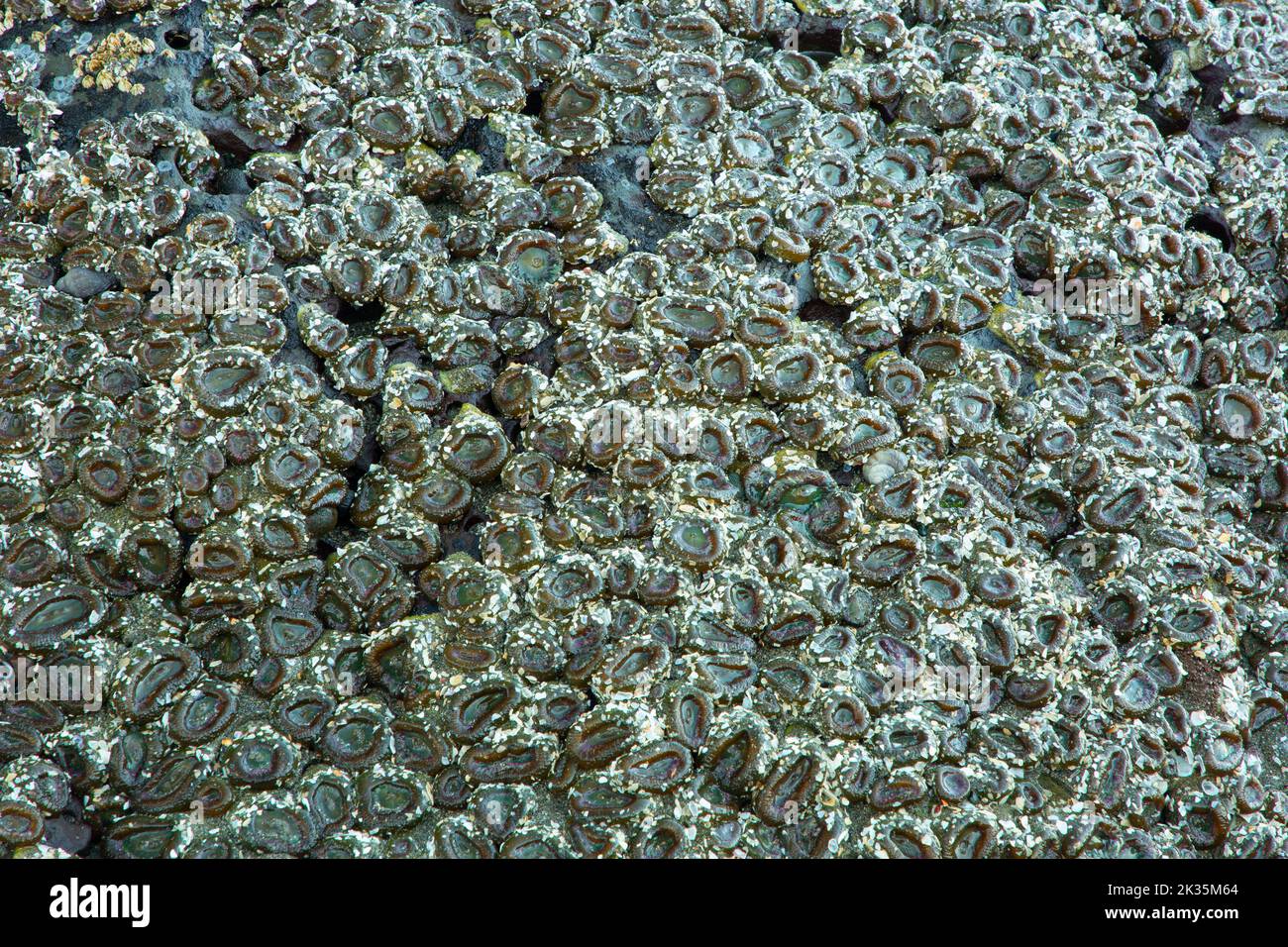 Aggregating anemone (Anthopleura elegantissima) at Shi Shi Beach ...