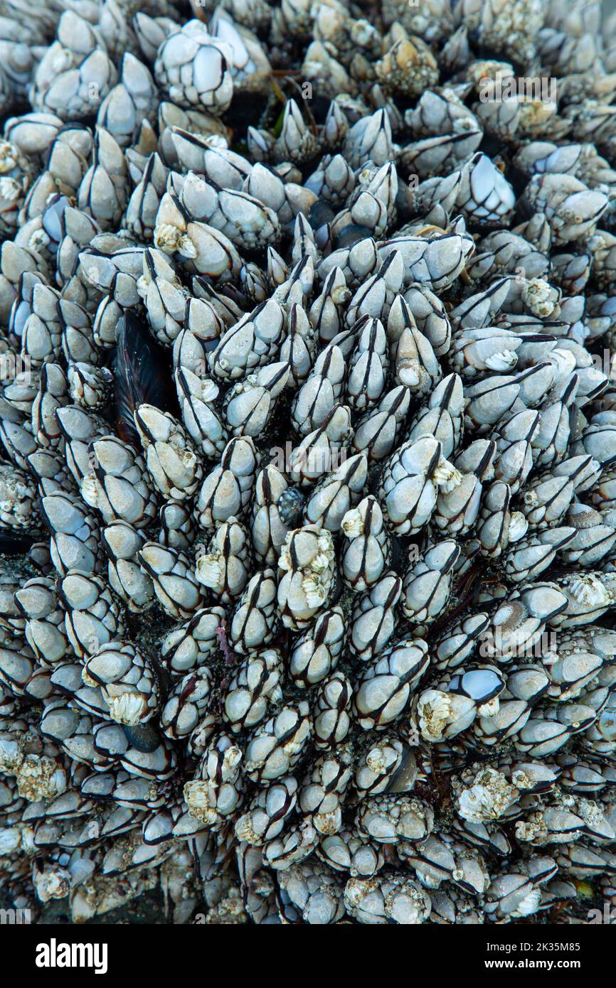 Gooseneck barnacles at Shi Shi Beach, Olympic National Park, Washington ...