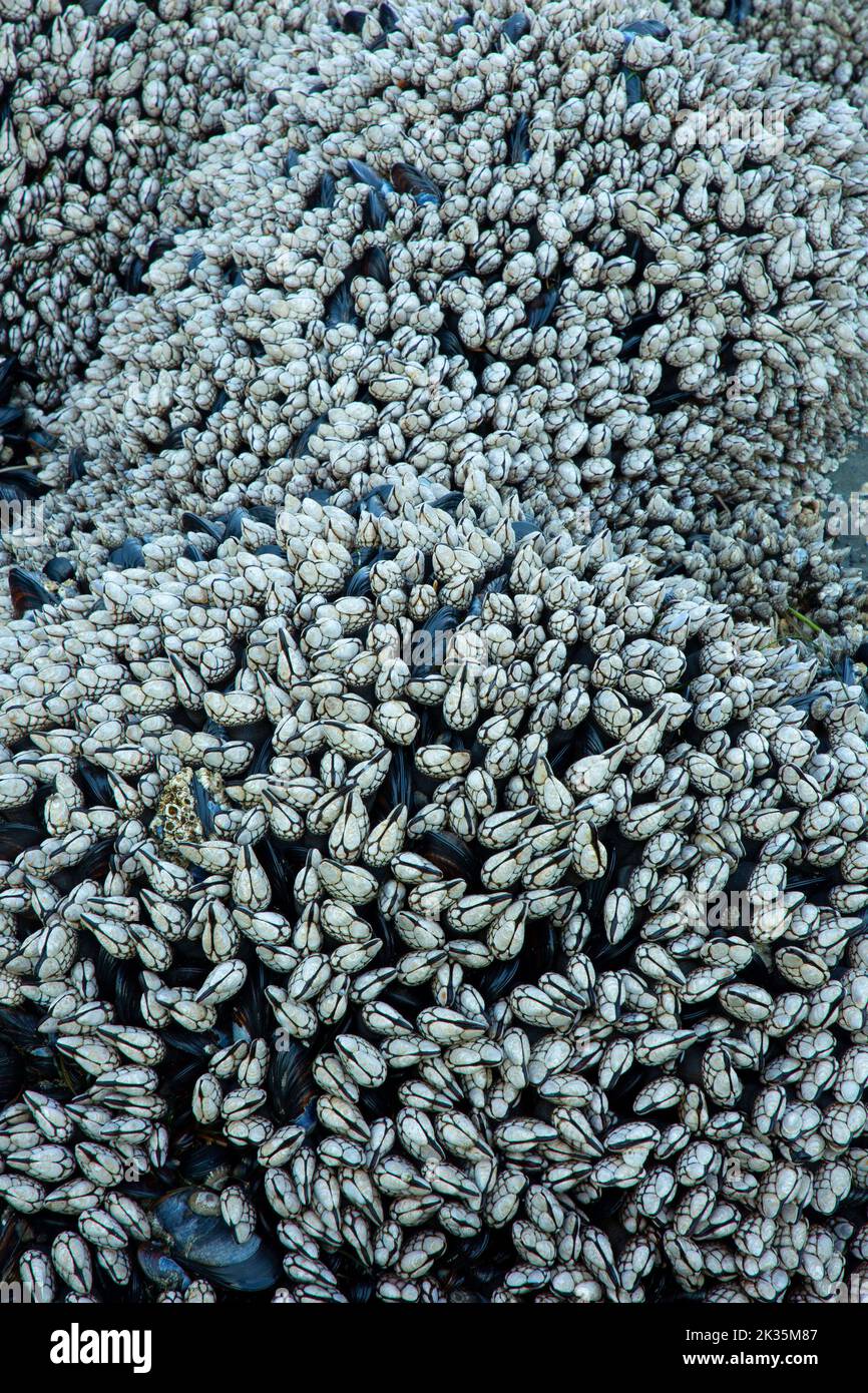 Gooseneck barnacles at Shi Shi Beach, Olympic National Park, Washington ...