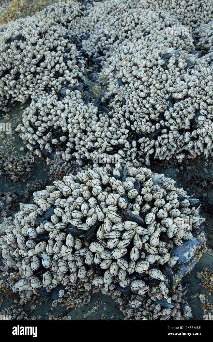 Gooseneck barnacles at Shi Shi Beach, Olympic National Park, Washington ...