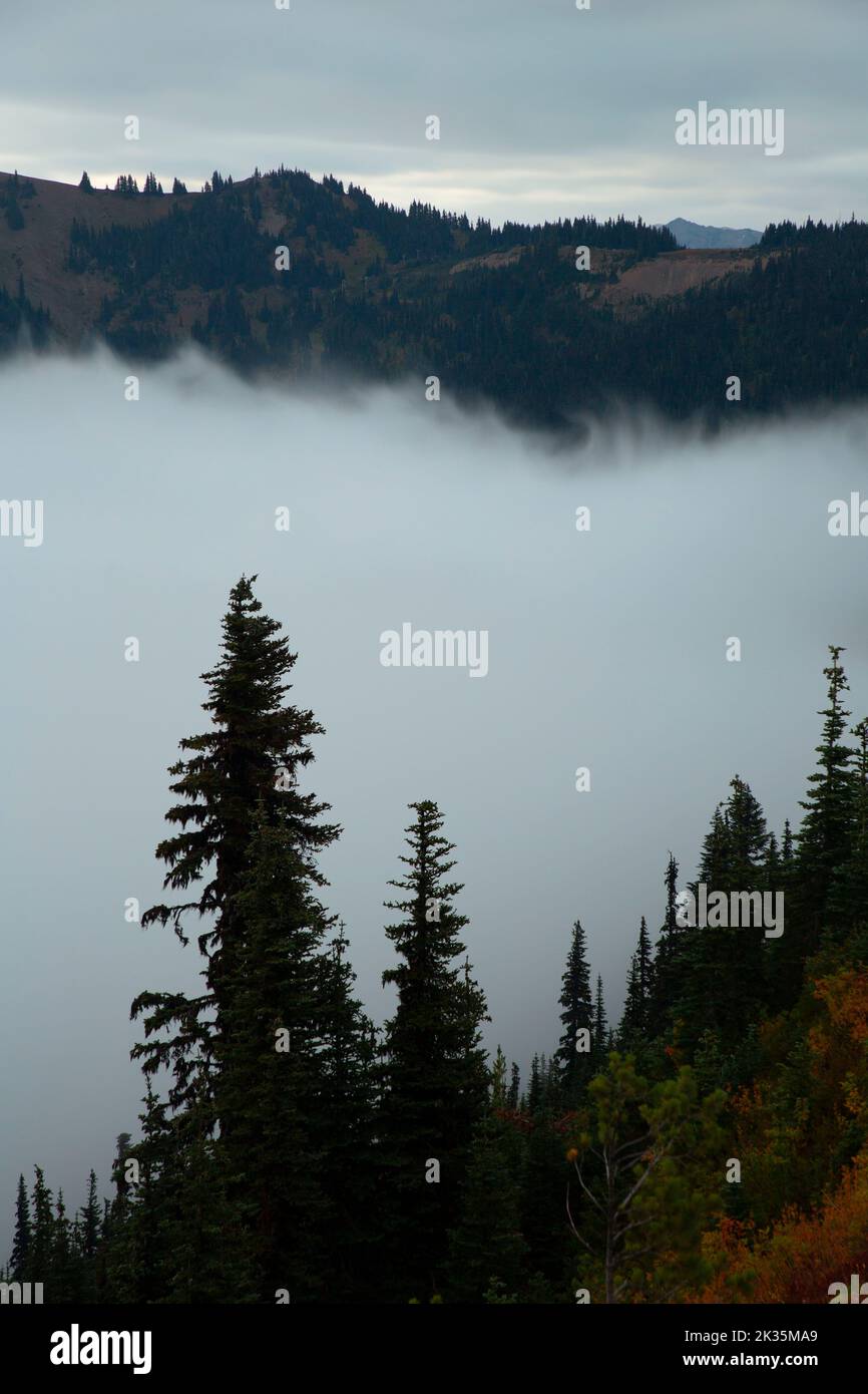Fog from Hurricane Hill Trail, Olympic National Park, Washington Stock ...