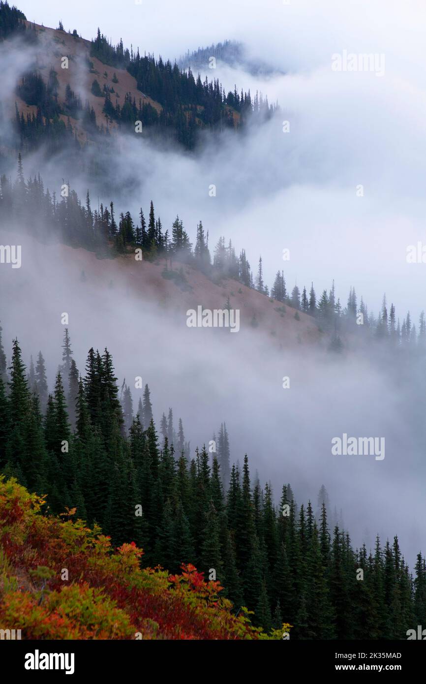 Fog from Hurricane Hill Trail, Olympic National Park, Washington Stock ...