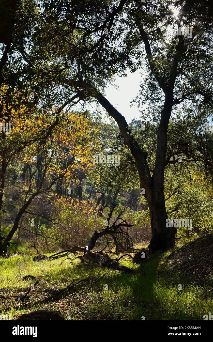 Canyon meadows with sunlight filtering through the oak trees to light ...